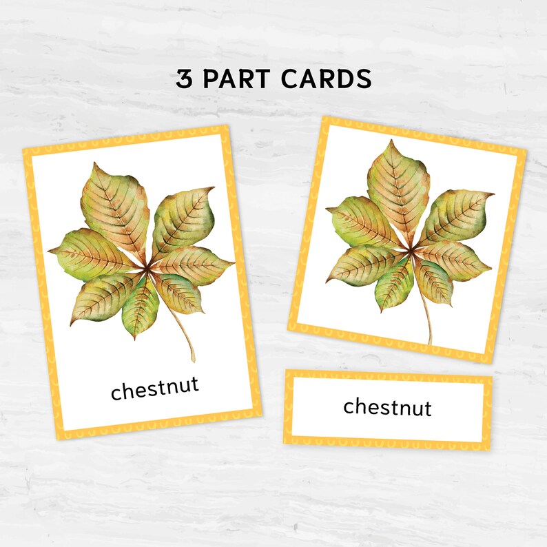 Fall Leaves Identification Cards Printable. Montessori Educational ...