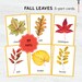 Fall Leaves Identification Cards Printable. Montessori Educational ...