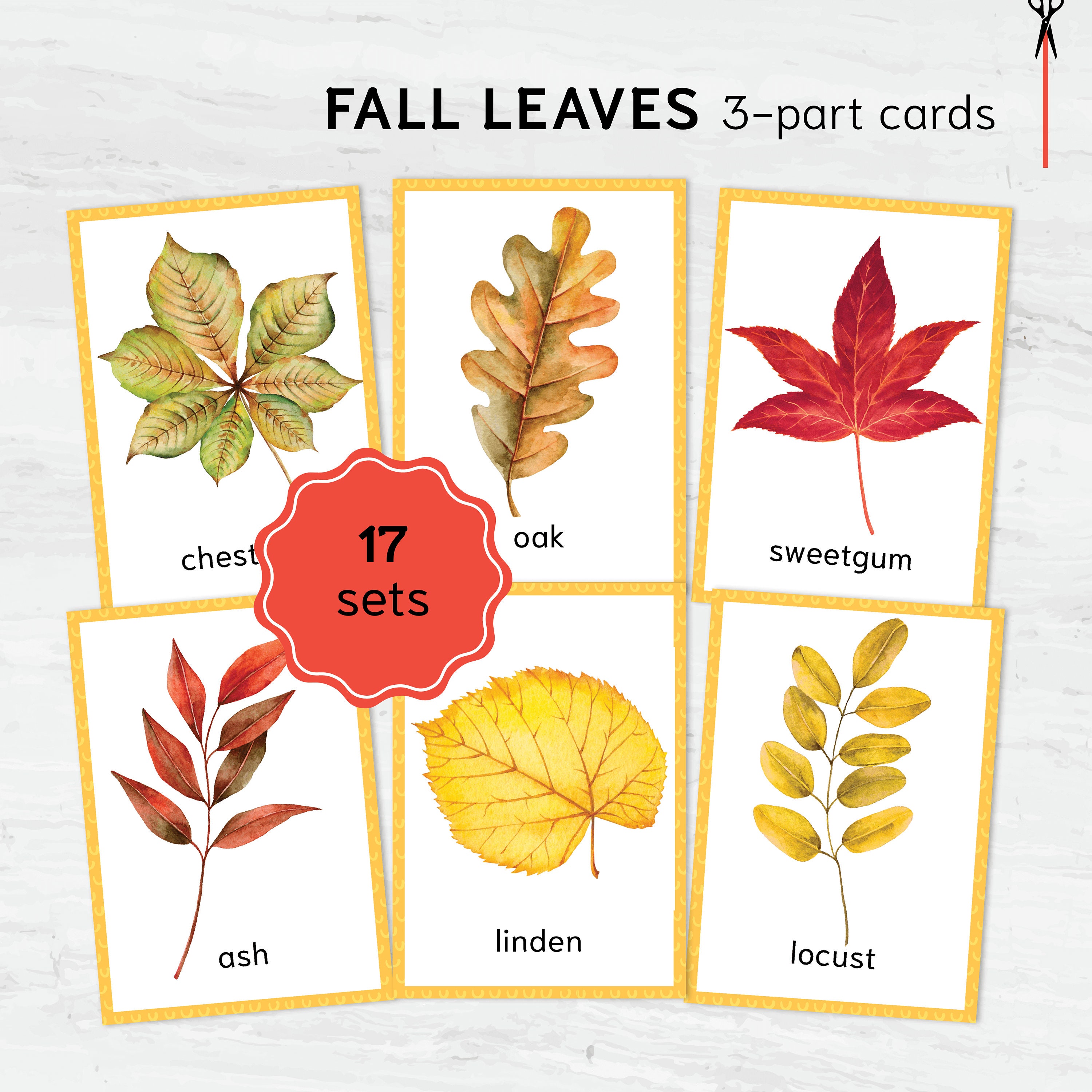 Fall Leaves Identification Cards Printable. Montessori Educational ...
