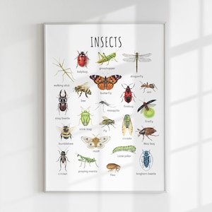 Animal Classification Educational Poster – Watercolor Prints for Kids ...