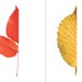 Autumn Leaf Symmetry Drawing Challenge for Kids. Fall Leaves Activity ...