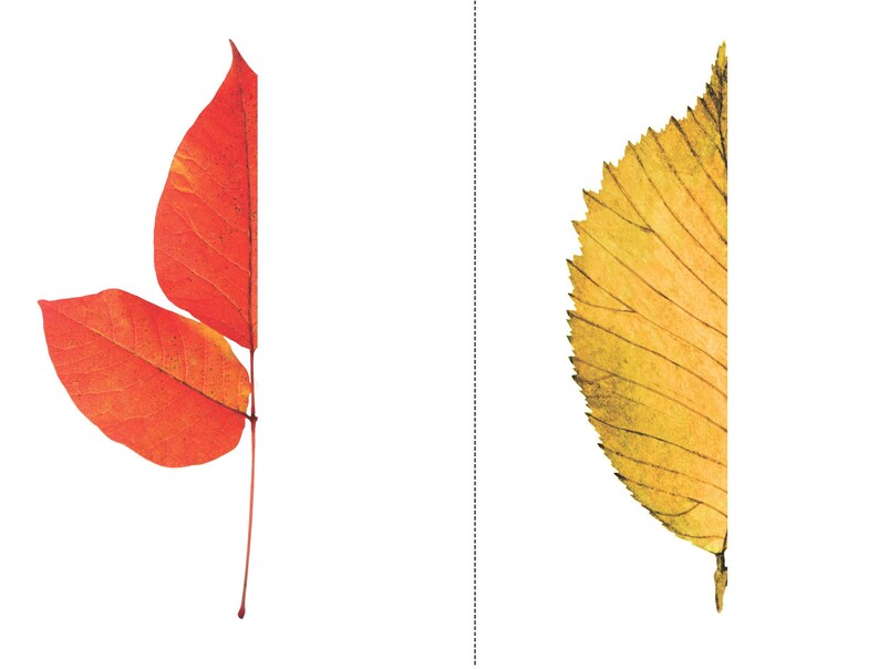 Autumn Leaf Symmetry Drawing Challenge for Kids. Fall Leaves Activity ...