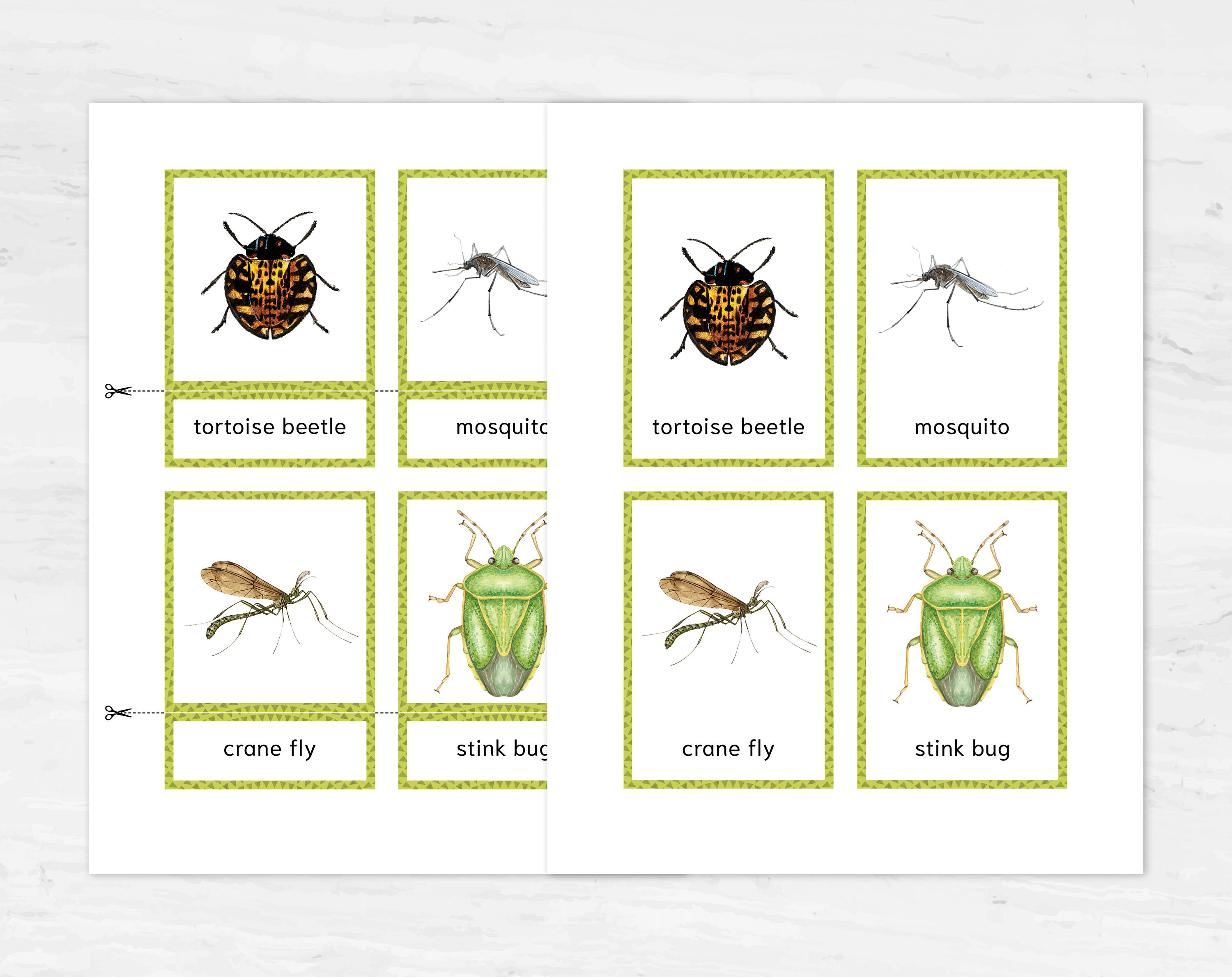Montessori Insects Flash Cards | Printable Watercolor Insect Education ...