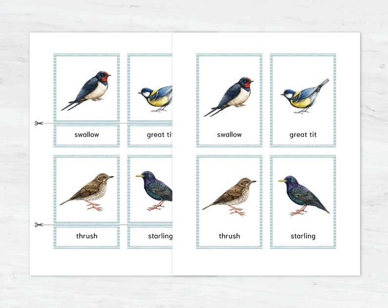 EU Birds Montessori Printable Flashcards. UK BIRDS Homeschool Materials ...