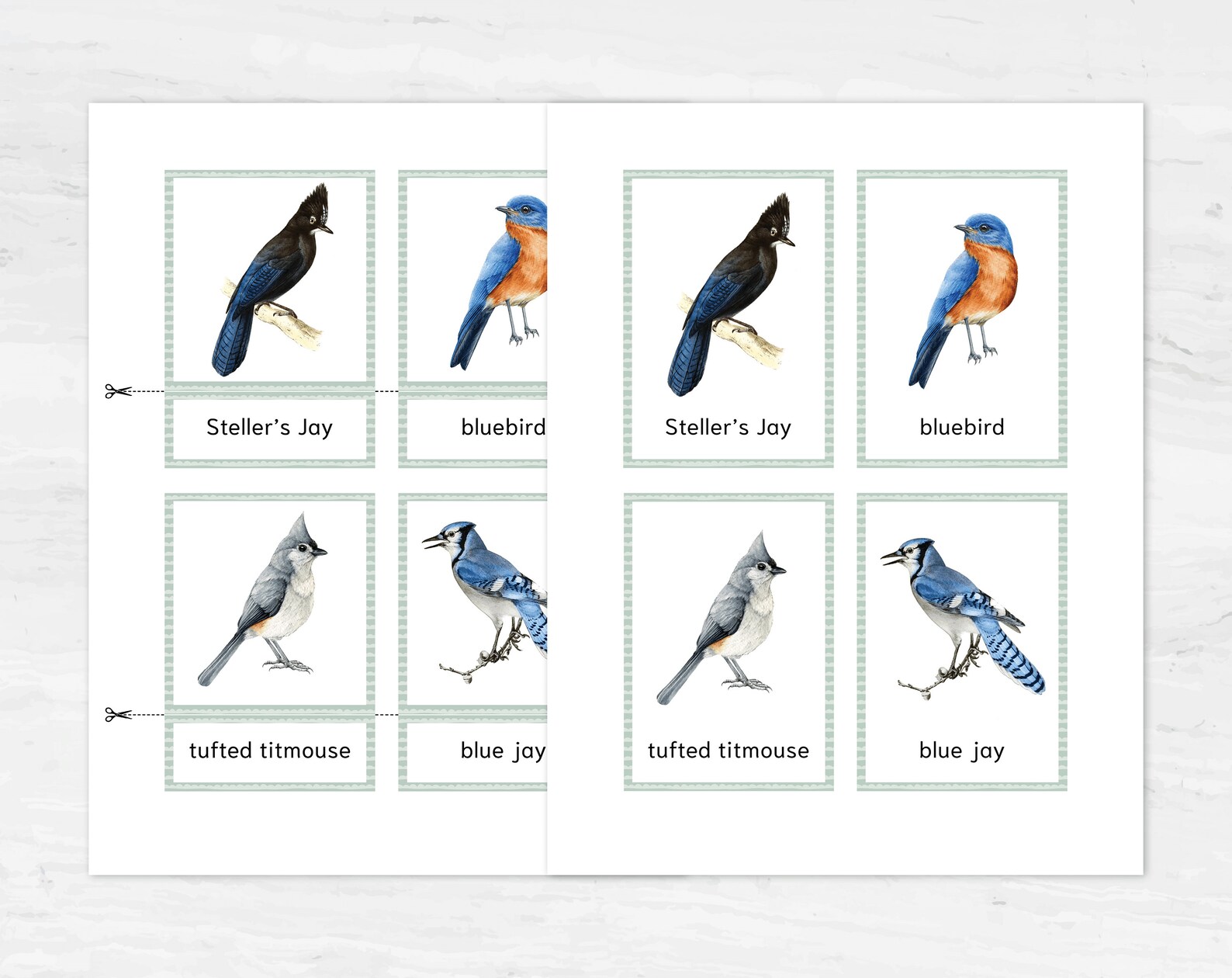 Backyard Birds Printable Flashcards - Montessori Educational Materials ...