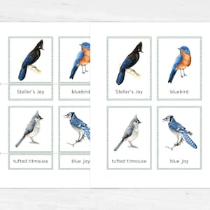 Backyard Birds Printable Flashcards - Montessori Educational Materials ...