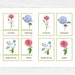 Printable Flower Flashcards - Montessori Educational Homeschooling ...