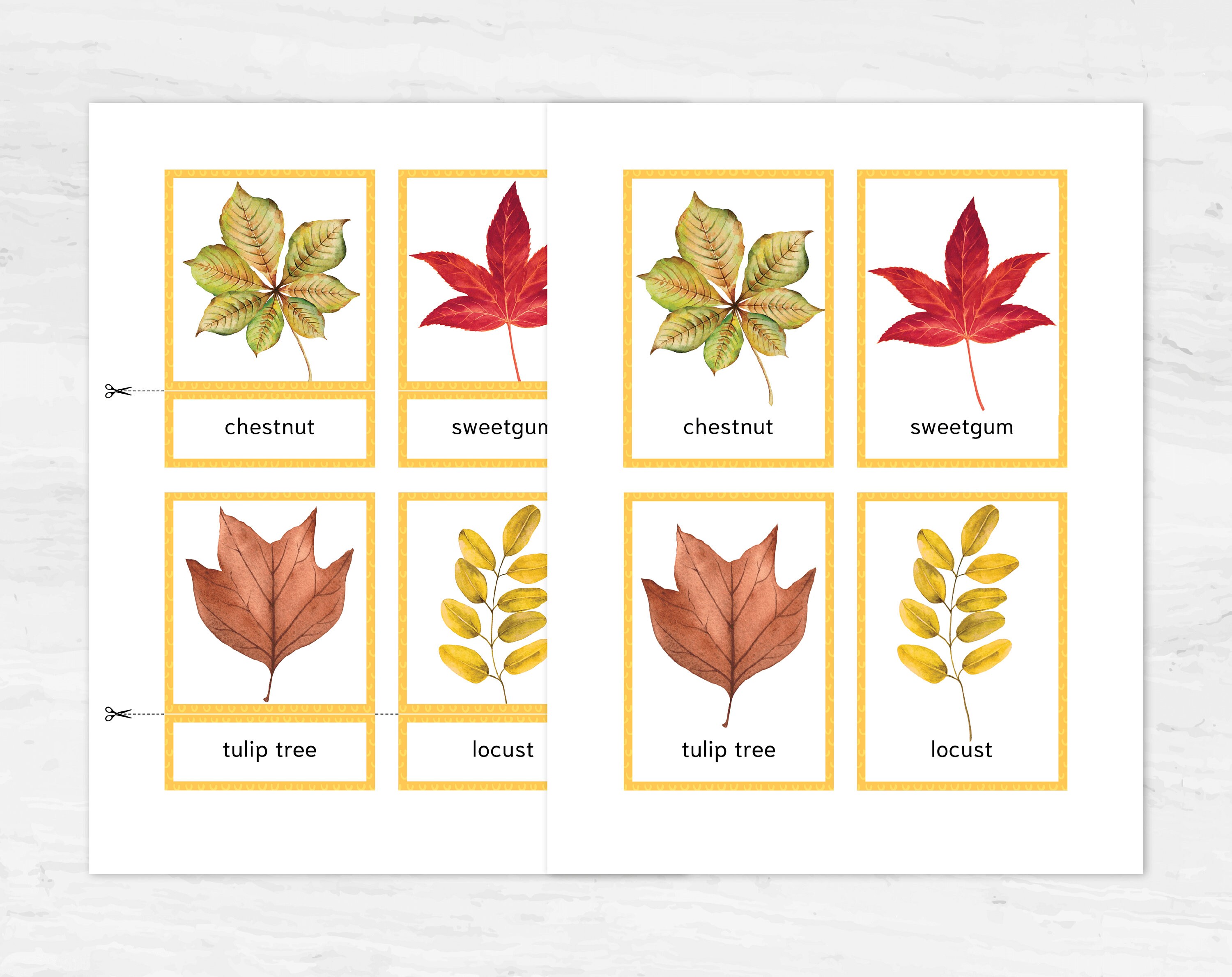 Fall Leaves Identification Cards Printable. Montessori Educational ...