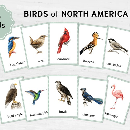 Birds Montessori Printable Vocabulary 3 Part Cards. - Etsy