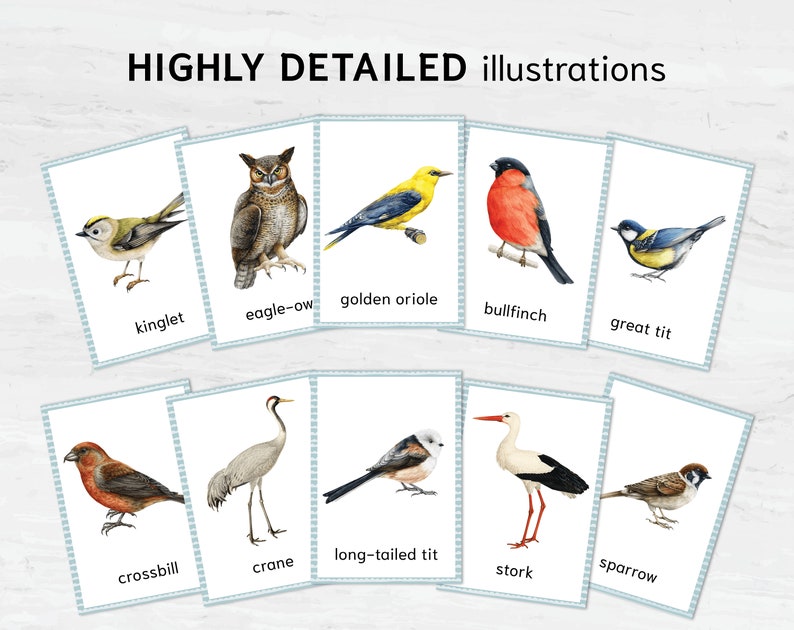 EU Birds Montessori Printable Flashcards. UK BIRDS Homeschool Materials ...