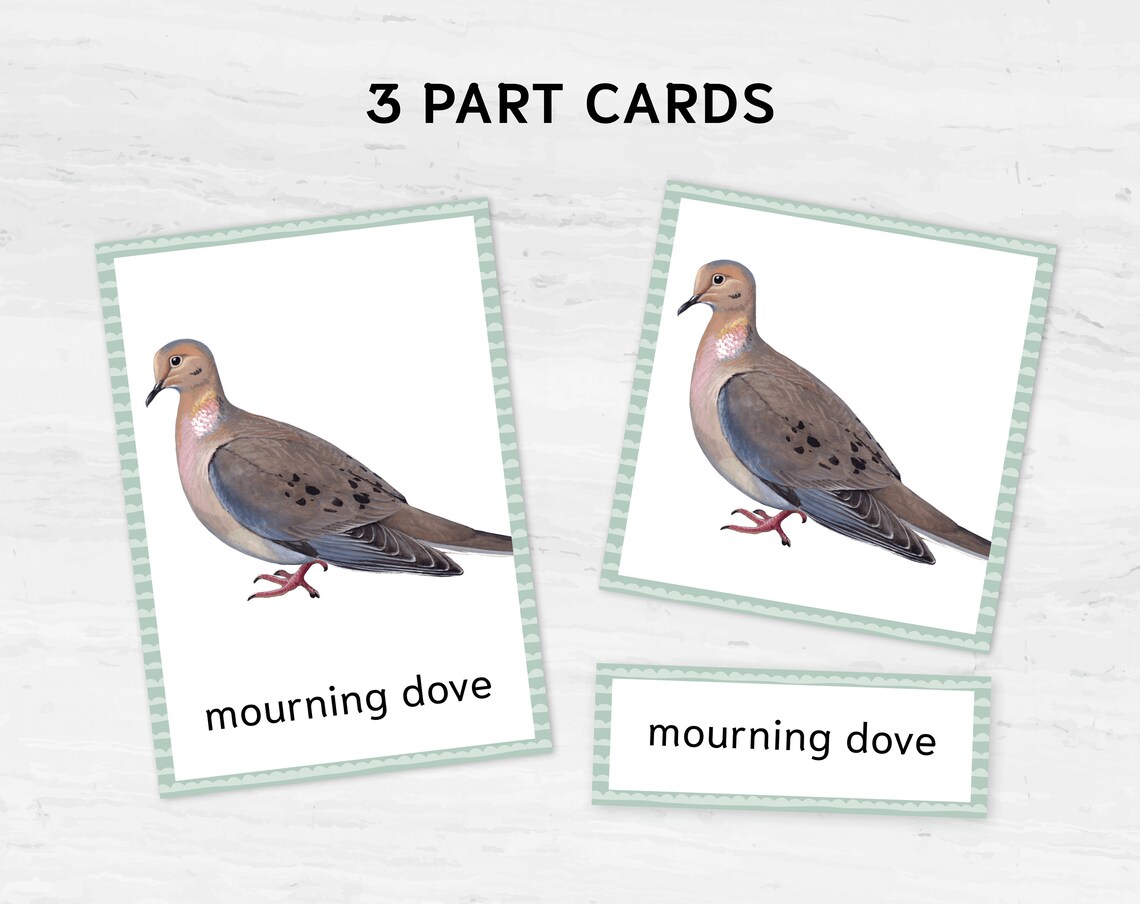Bird Flashcards. Watercolor Prints for Home Education. American Birds ...