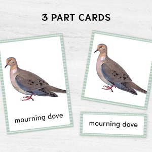 US Bird Flashcards. Watercolor Prints for Home Education. Montessori ...