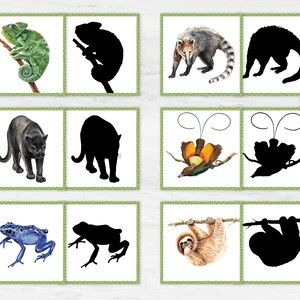 Rainforest Animal Shadow Matching: Jungle Montessori Match Activity ...