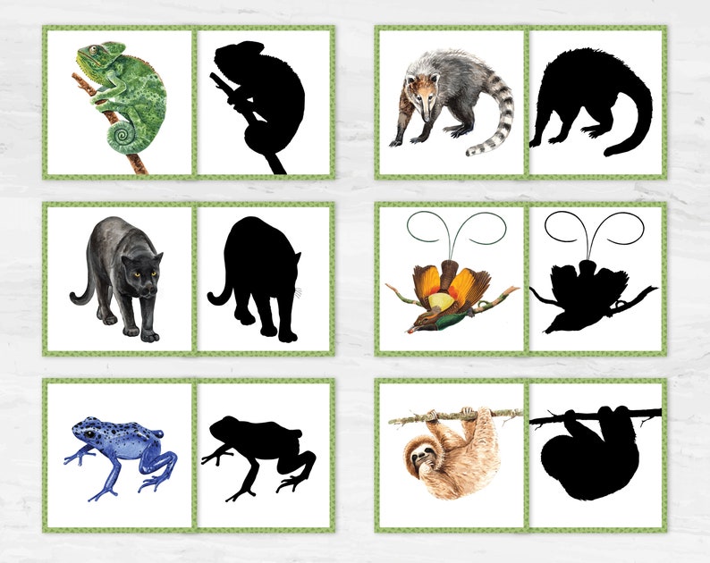 Rainforest Animal Shadow Matching: Jungle Montessori Match Activity ...