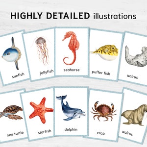 Sea Animal Flashcards for Montessori Learning - Educational Homeschool ...