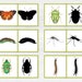 Insects Shadow Matching Cards. Montessori-based Bugs Learning Activity ...