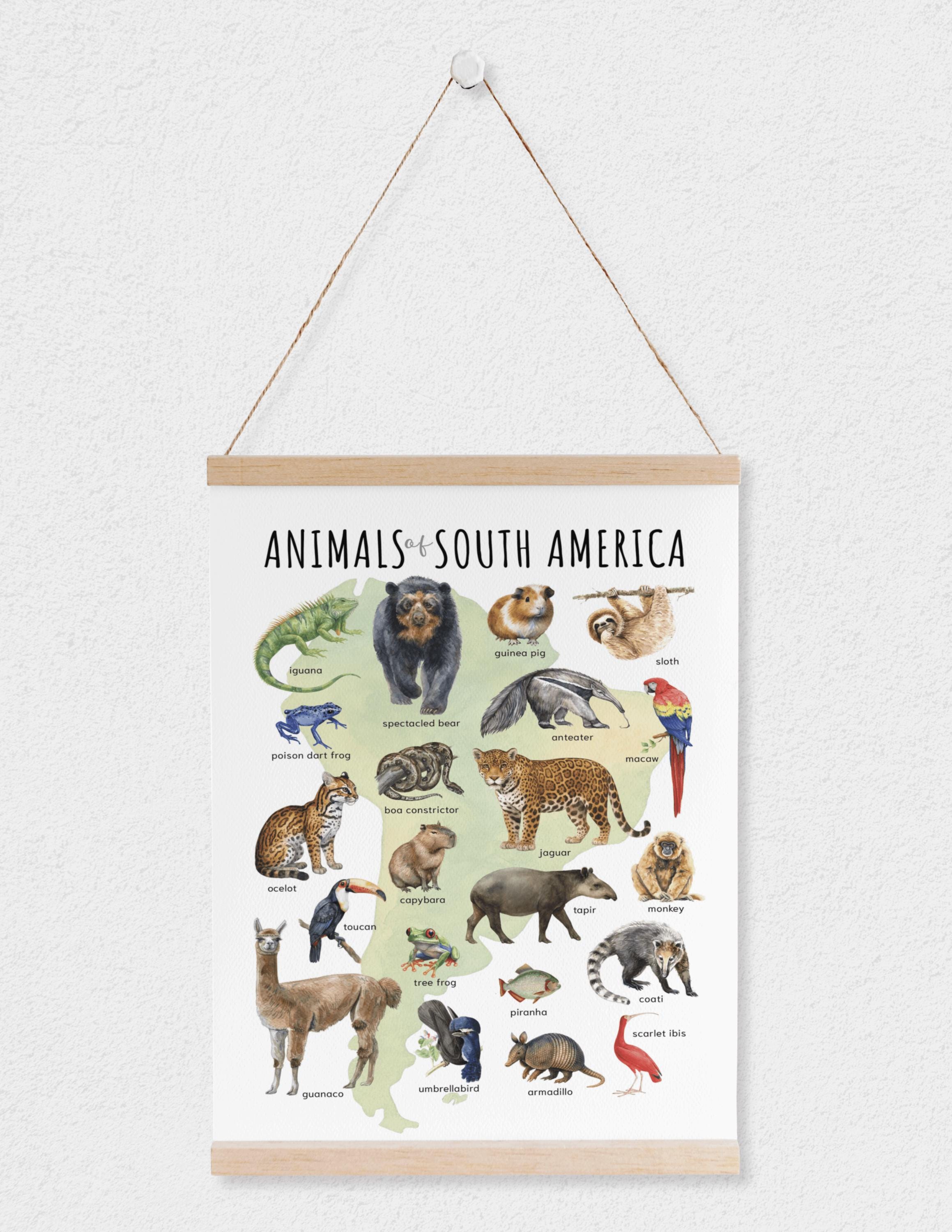 Animals of South America Poster – Watercolor Wildlife Map | Montessori ...