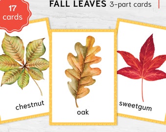 Fall Leaves Identification Montessori 3 Part Cards, Preschool Flash ...