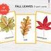 Fall Leaves Identification Cards Printable. Montessori Educational ...