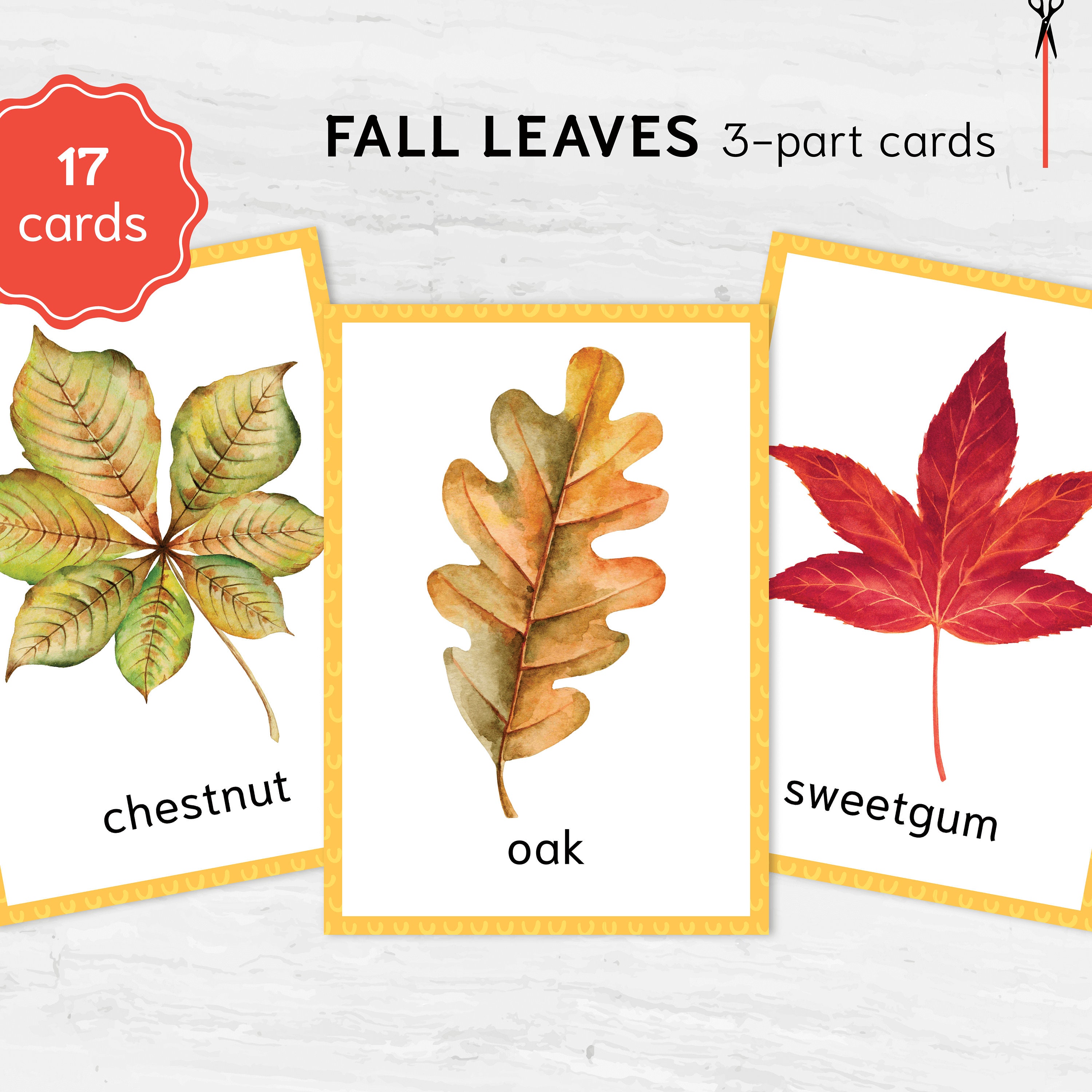 Fall Leaves Identification Cards Printable. Montessori Educational ...