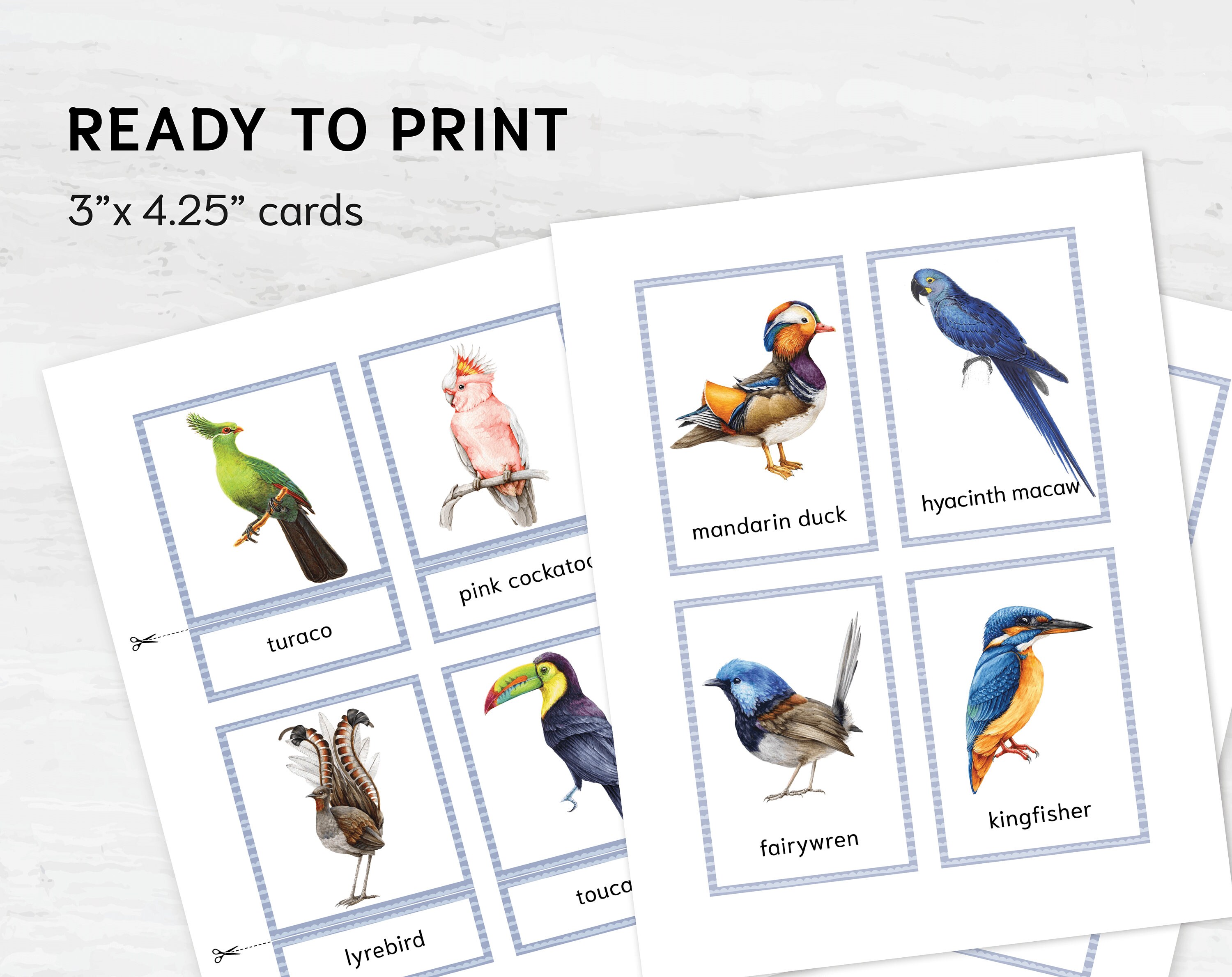 Colorful Bird Flashcards. Printable Educational Materials. Montessori ...