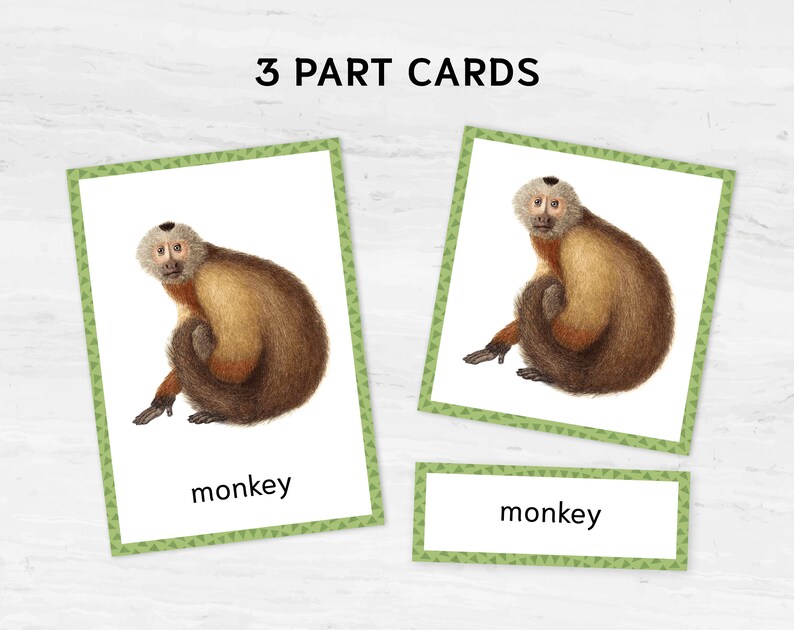 JUNGLE Animals Printable Flashcards. Montessori Homeschool Supplies ...