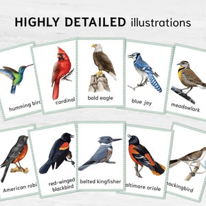 US Bird Flashcards. Watercolor Prints for Home Education. Montessori ...