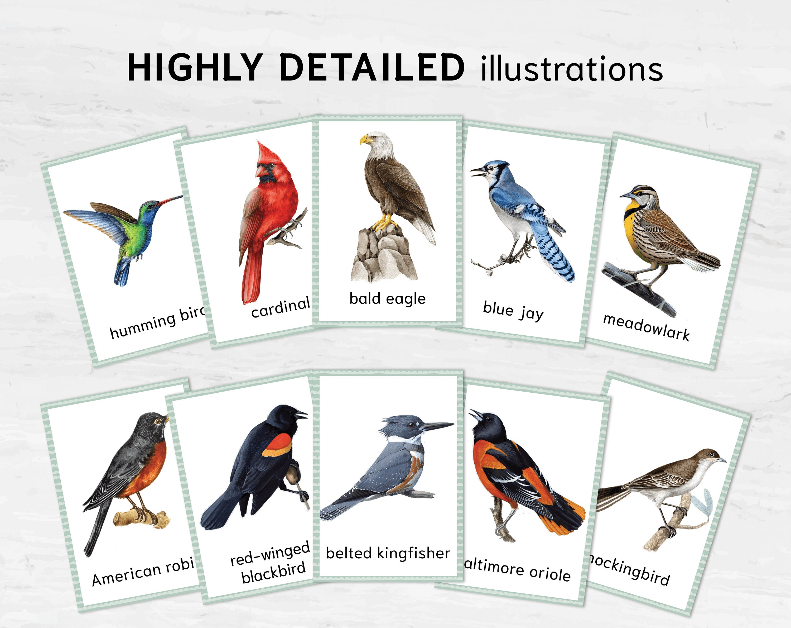 US Bird Flashcards. Watercolor Prints for Home Education. Montessori ...