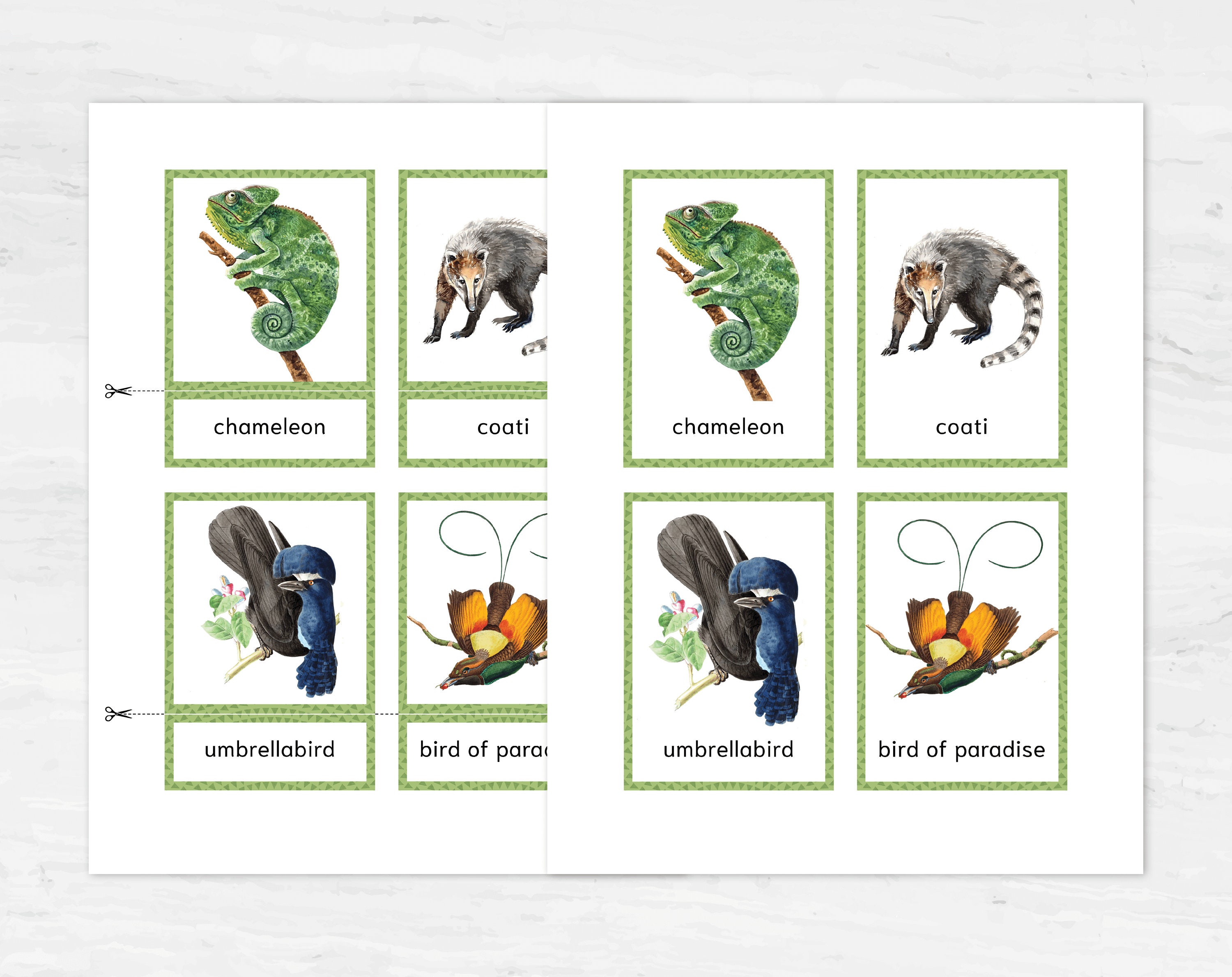 JUNGLE Animals Printable Flashcards. Montessori Homeschool Supplies ...