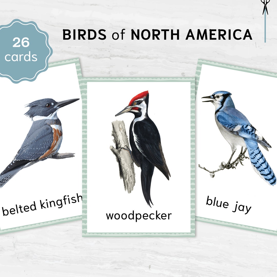 US Bird Flashcards. Watercolor Prints for Home Education. Montessori ...