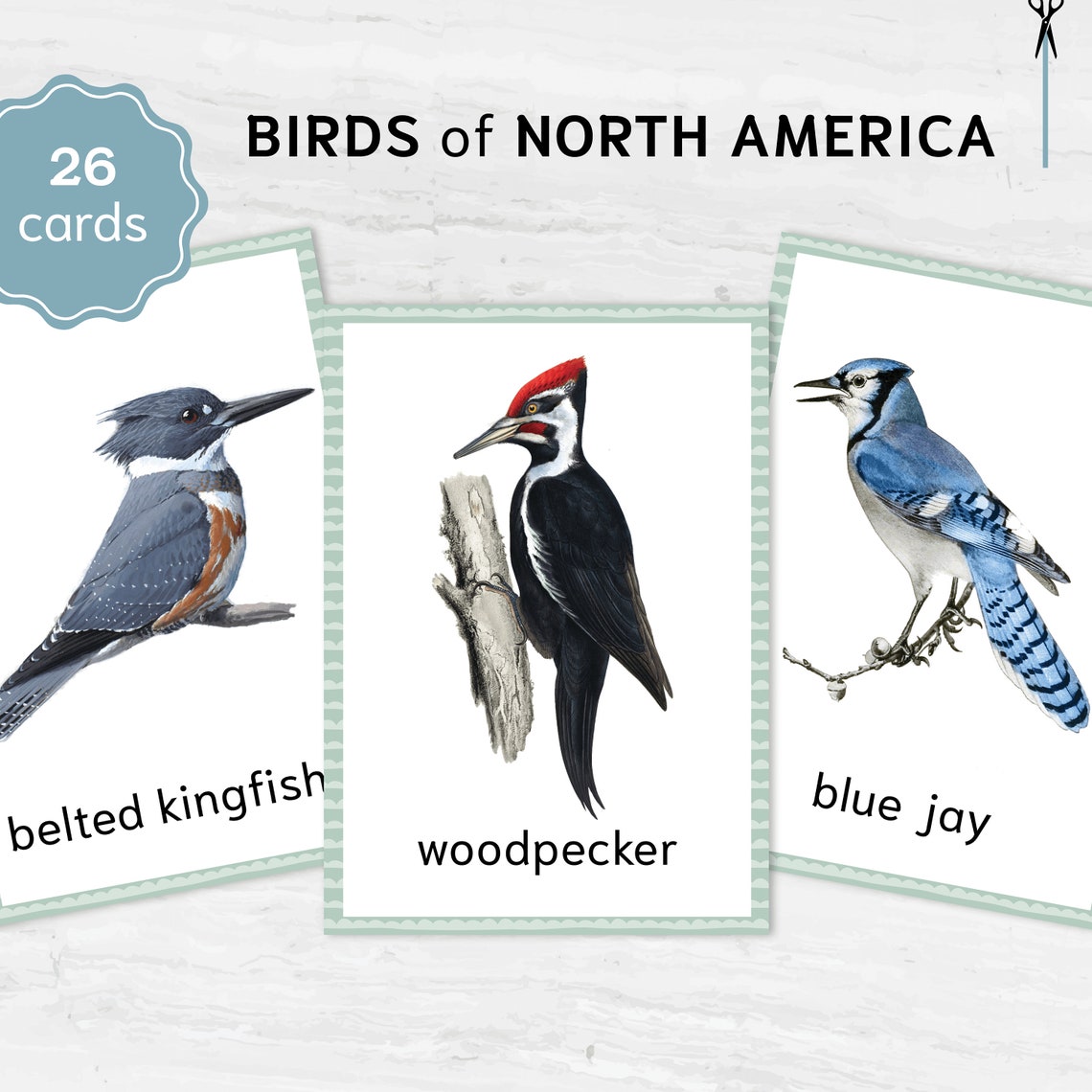 US Bird Flashcards. Watercolor Prints for Home Education. Montessori ...