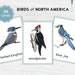 US Bird Flashcards. Watercolor Prints for Home Education. Montessori ...