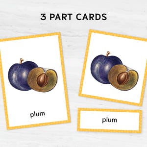 Watercolor Fruit Flashcards - Montessori Vibrant Learning Set ...