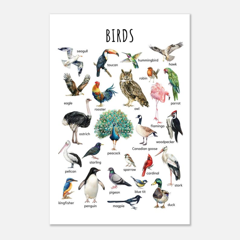 5 Animal Classification Posters: Educational Watercolor Wall Art Set - Etsy