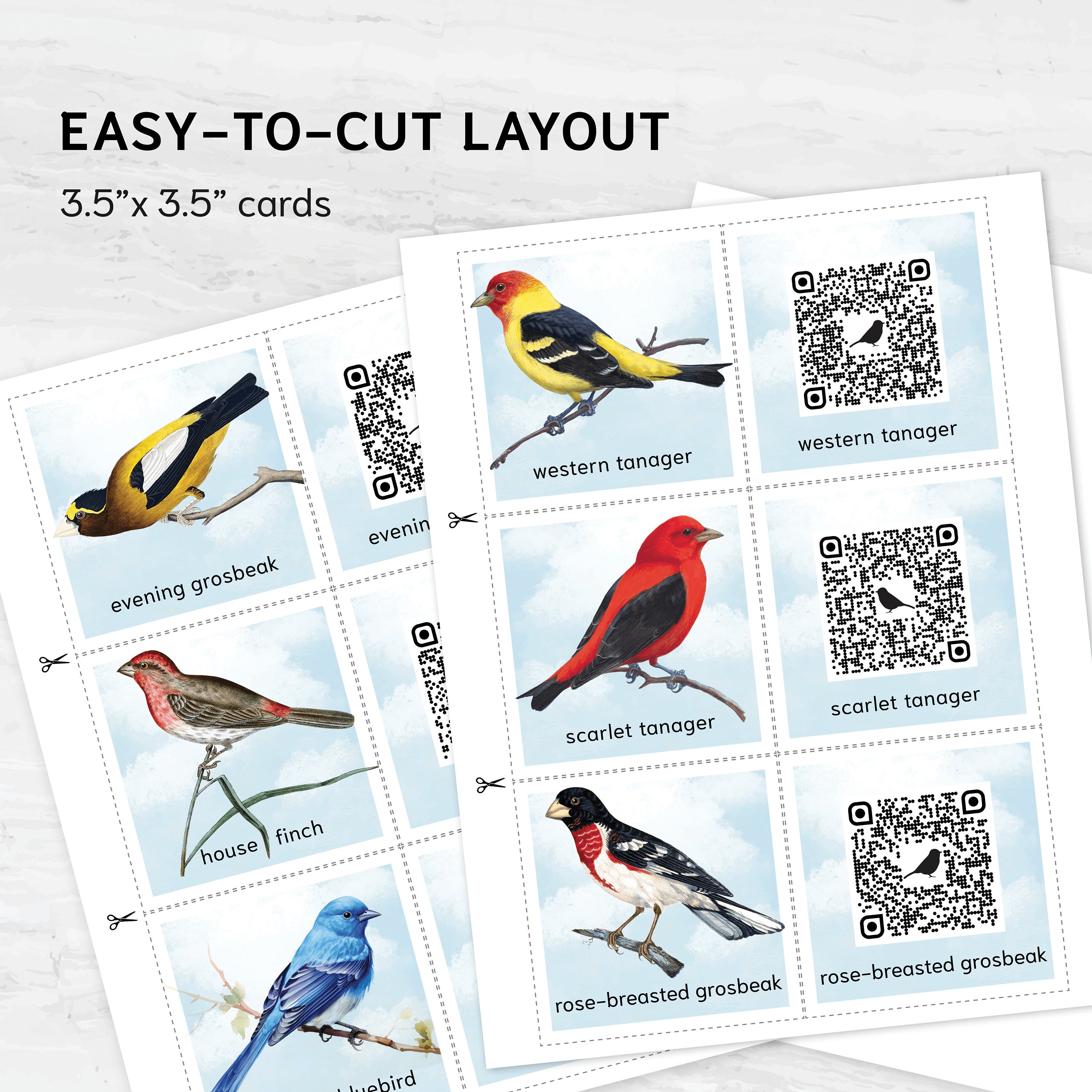 US Bird Identification Cards. Song Birds QR Quest With Authentic Sounds ...