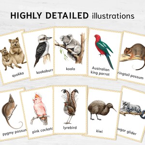 Colorful Australian Animals Flashcards for Montessori Education ...