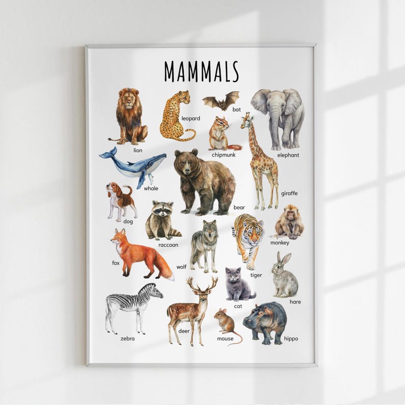 5 Animal Classification Posters: Educational Watercolor Wall Art Set - Etsy