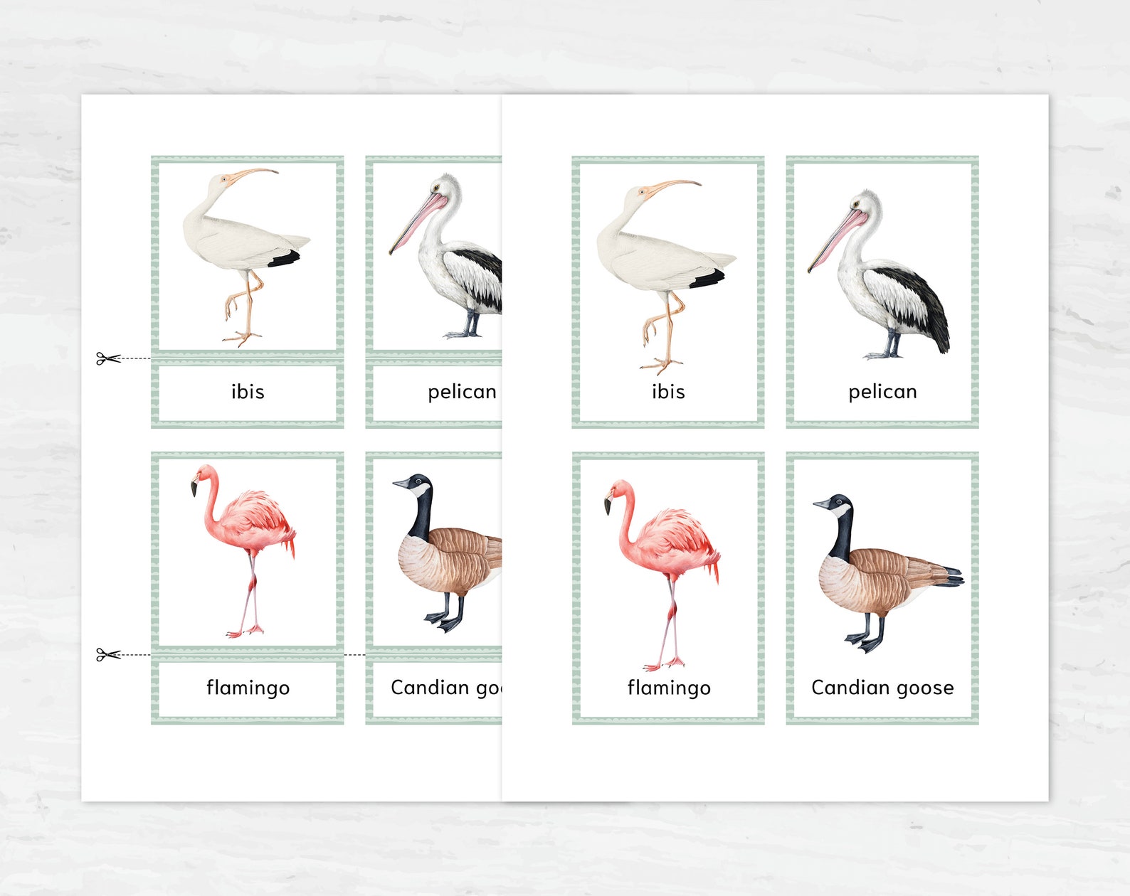 Bird Flashcards. Watercolor Prints for Home Education. American Birds ...