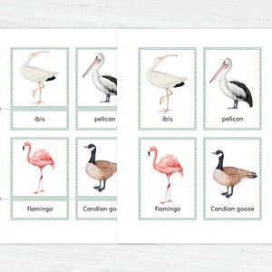 US Bird Flashcards. Watercolor Prints for Home Education. Montessori ...