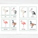 US Bird Flashcards. Watercolor Prints for Home Education. Montessori ...