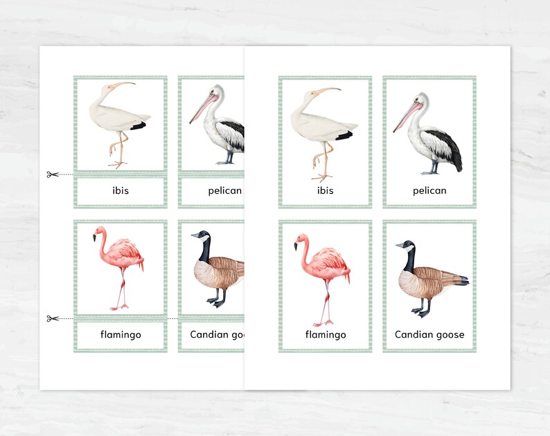 US Bird Flashcards. Watercolor Prints for Home Education. Montessori ...