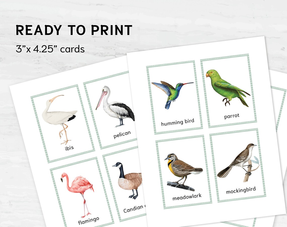 US Bird Flashcards. Watercolor Prints for Home Education. Montessori ...