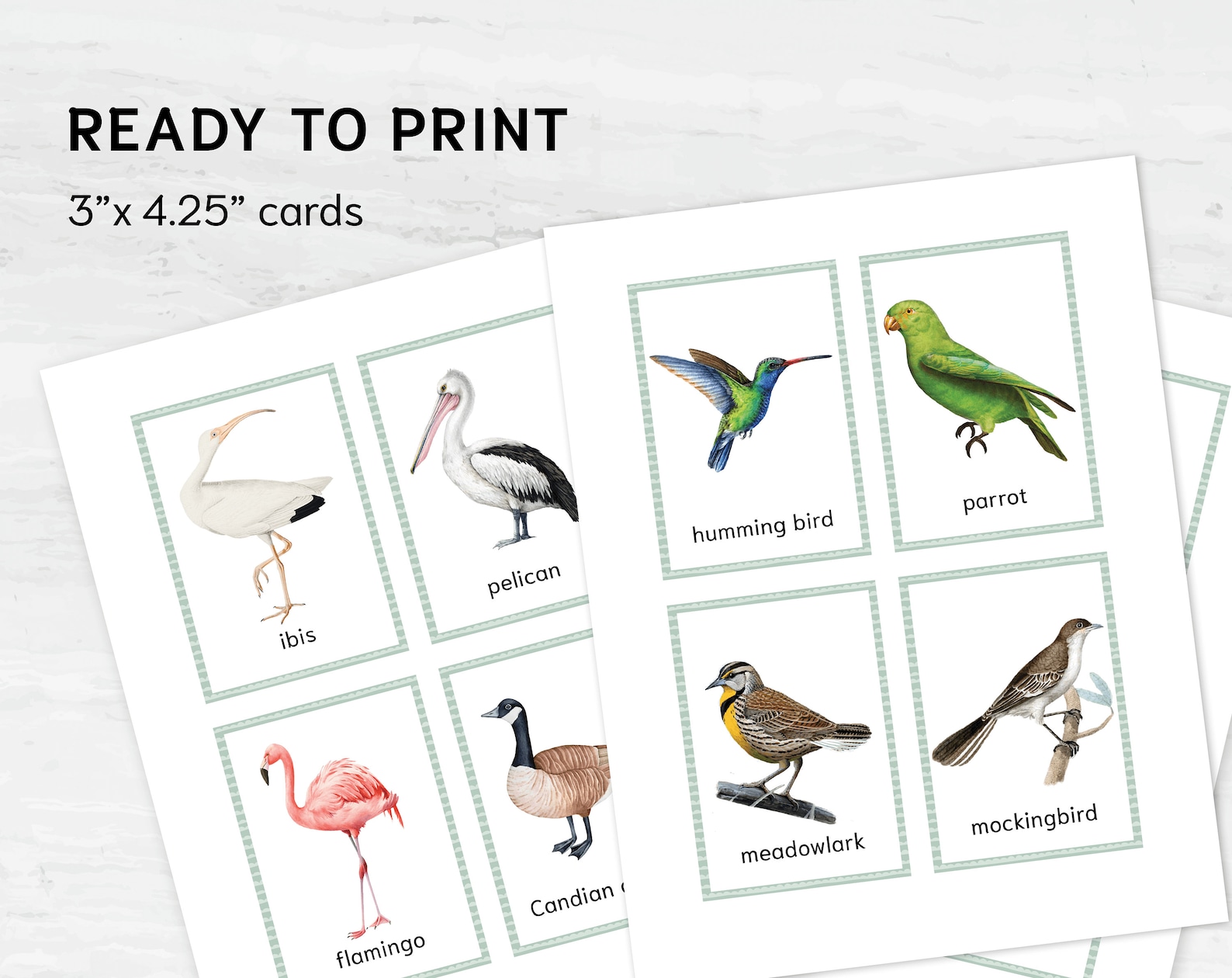 Bird Flashcards. Watercolor Prints for Home Education. American Birds ...