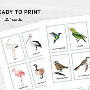 US Bird Flashcards. Watercolor Prints for Home Education. Montessori ...