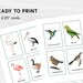 US Bird Flashcards. Watercolor Prints for Home Education. Montessori ...