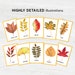 Fall Leaves Identification Cards Printable. Montessori Educational ...