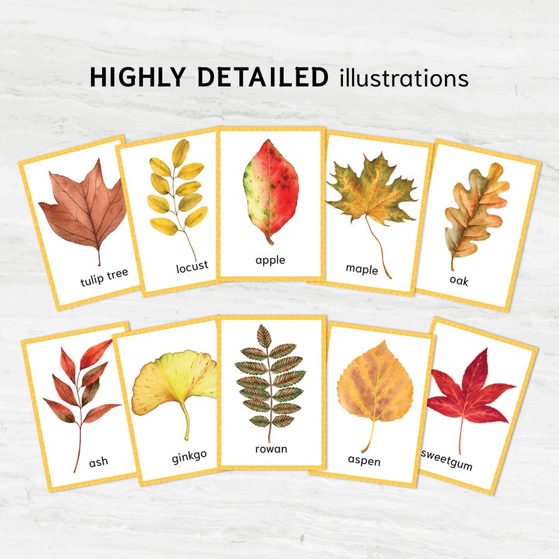 Fall Leaves Identification Cards Printable. Montessori Educational ...