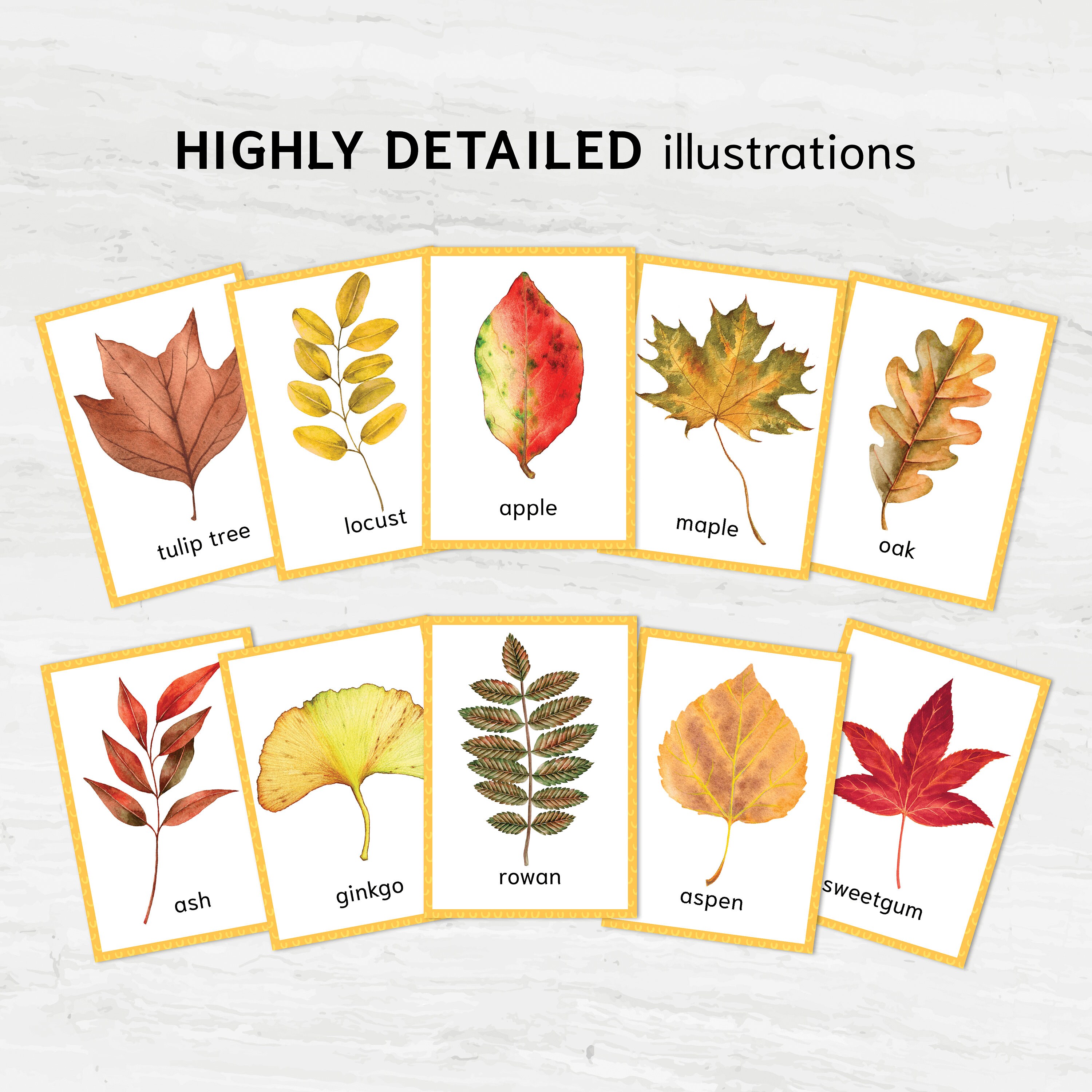 Fall Leaves Identification Cards Printable. Montessori Educational ...