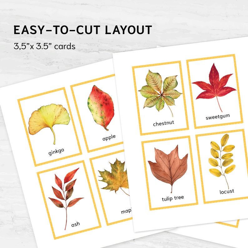 Fall Leaves Identification Cards Printable. Montessori Educational ...