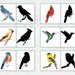 Bird Shadow Matching Cards. Montessori Educational Materials. Printable ...